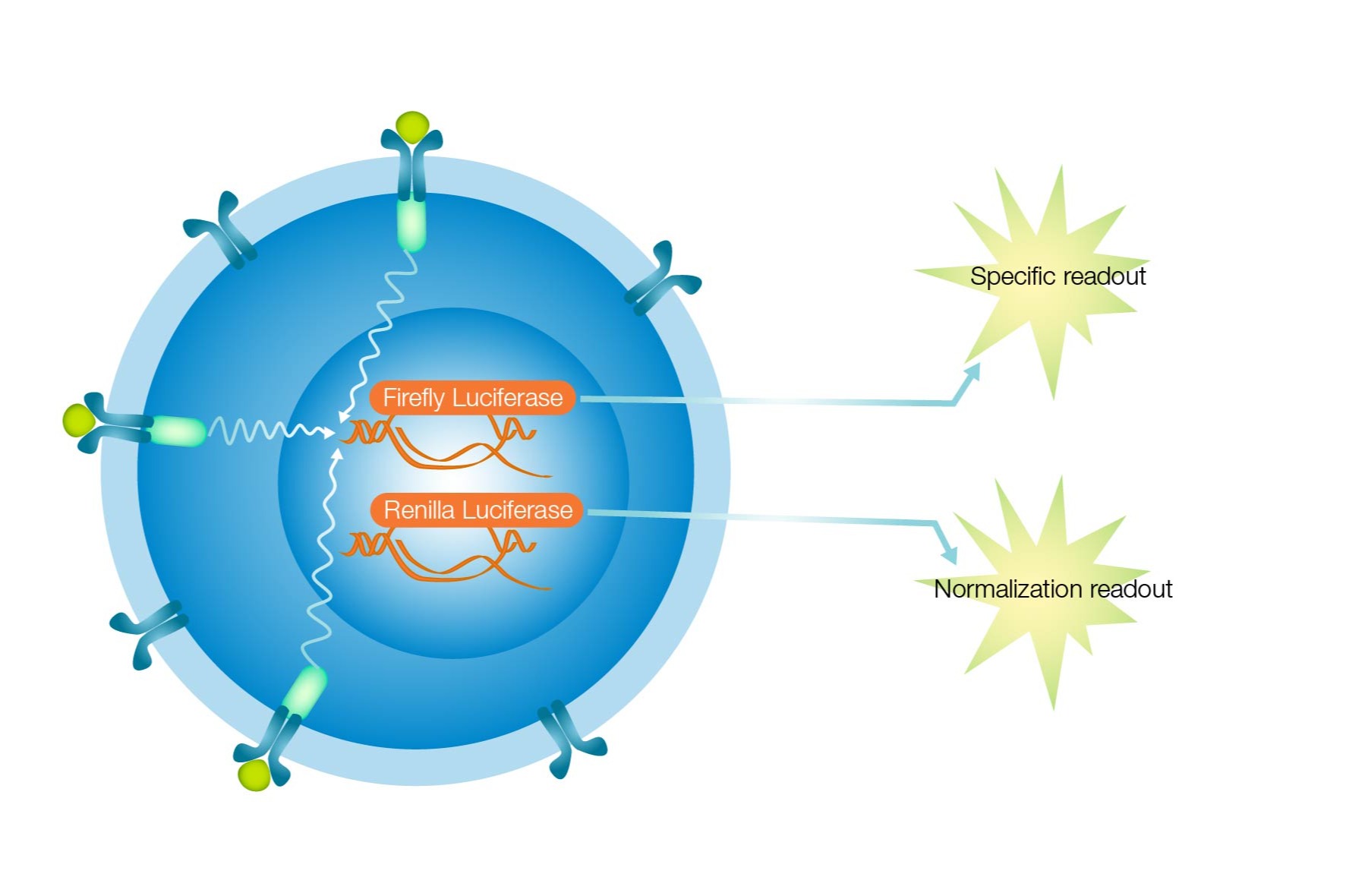 iLite® Functional Bioassays - for various biopharmaceutical targets